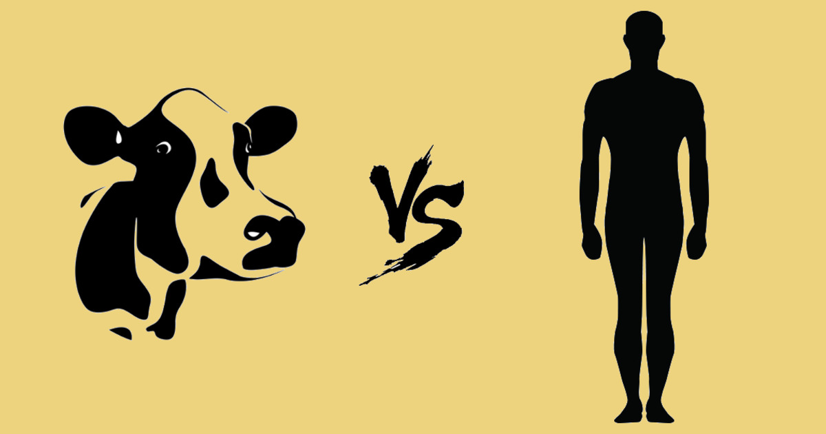 Outrage over slaughter of a cow v/s a human - an analysis of 100 BJP ...