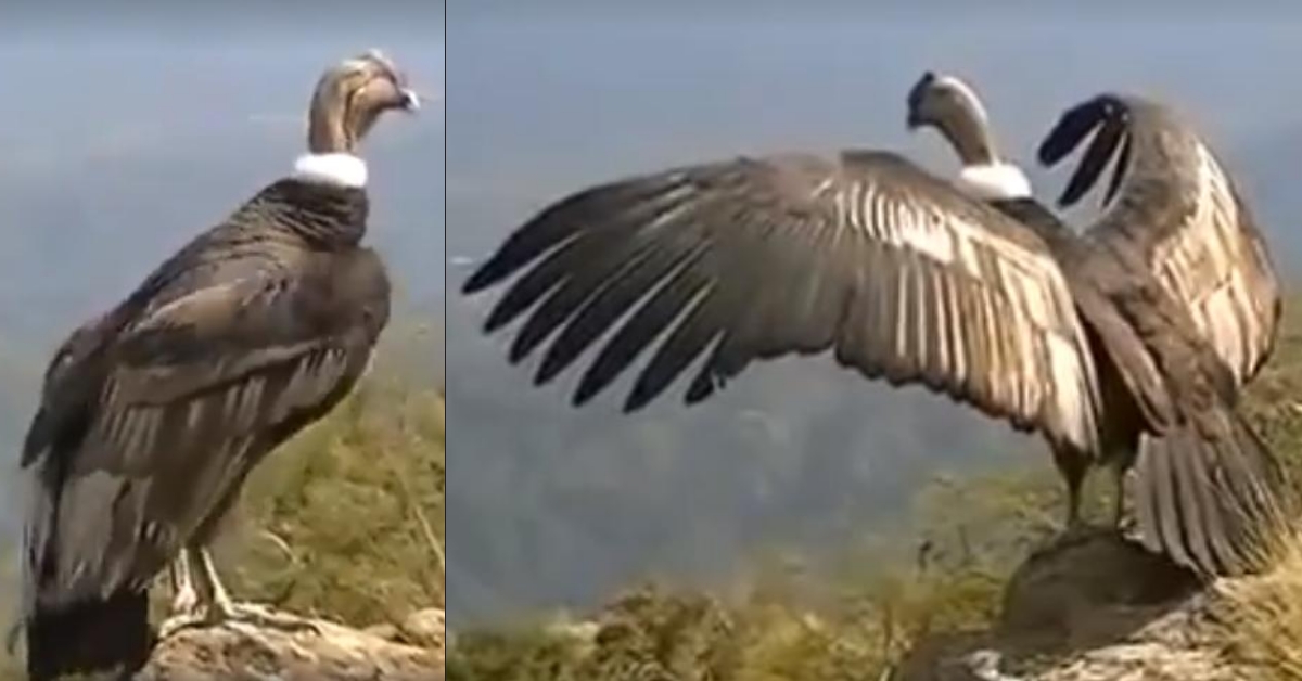 Jatayu, mythical bird from Ramayana, spotted in Kerala? No, it’s a ...